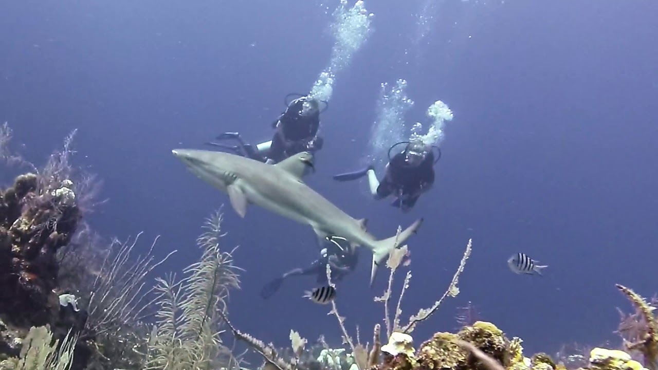 Dar, Ellie & Shark - YouTube