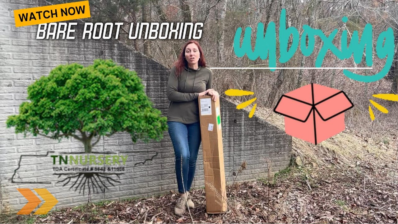 Unboxing Bare Root Trees from TN Nursery | Black Raspberry, Fig ...
