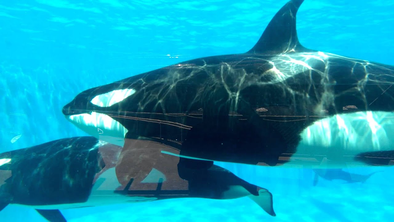 Nathaniel Sea World-Shamu Pool - YouTube