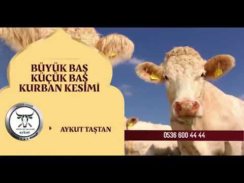 sosyete kasabı aykut taştan