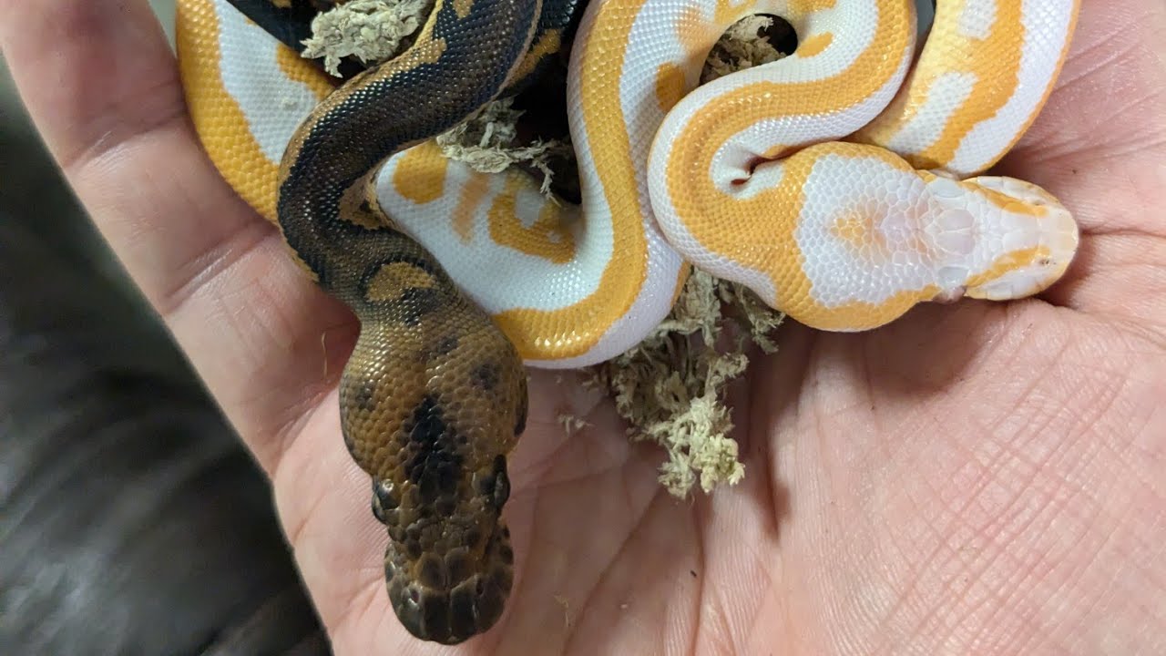 Breeding Loan Holdback Ball Pythons! - YouTube