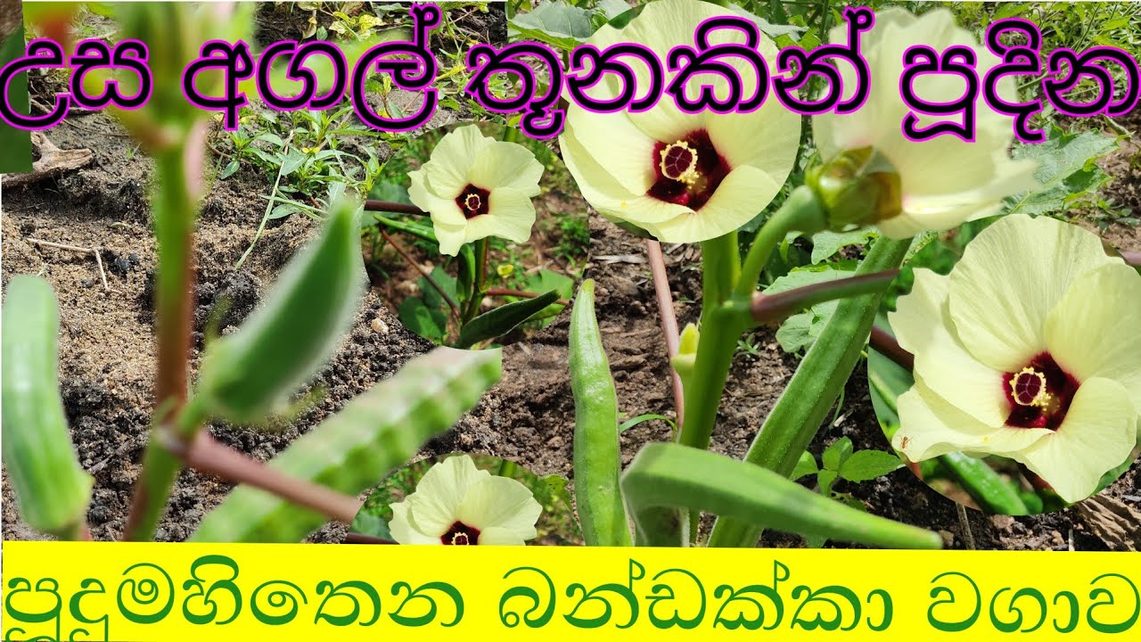 ආරේ ගුණ නෑරේ අගල් තූනේ බන්ඩක්කා වගාව | bandakka - YouTube