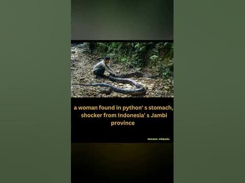 a python eaten a woman !! woman found python stomach!! - YouTube