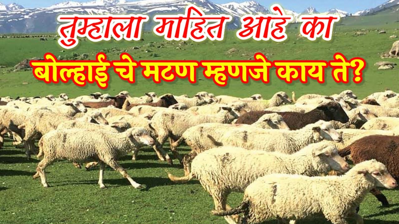 तुम्हाला माहित आहे का बोल्हाई चे मटण म्हणजे काय असते ते I Bolhai mutton ...