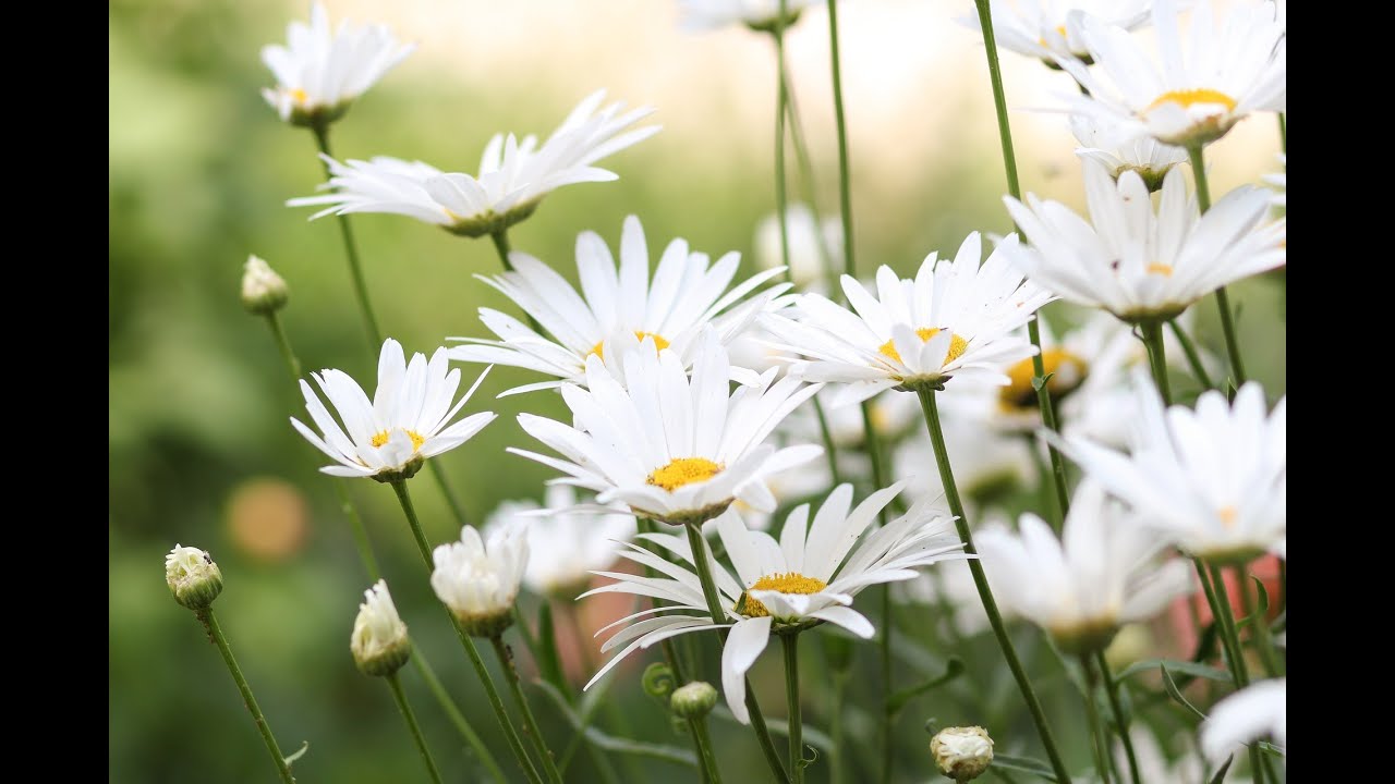 Relaxing Birds Singing In A Field of Daisies - YouTube