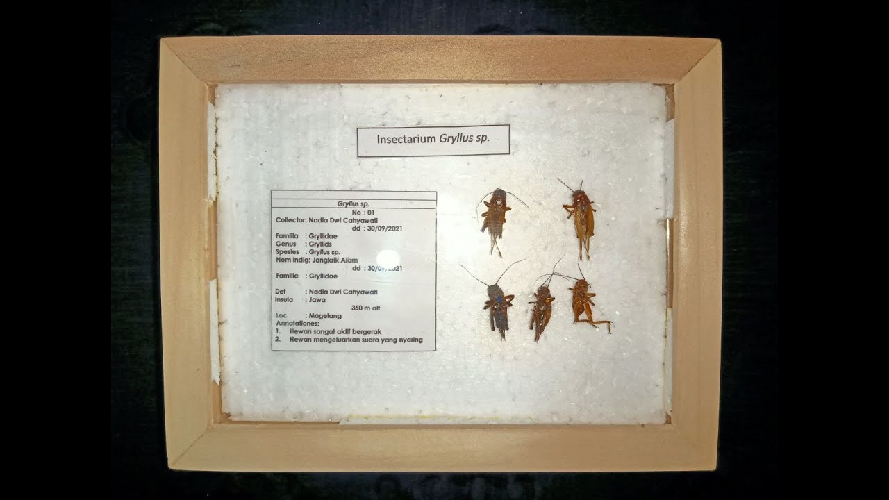 PROSES PEMBUATAN INSECTARIUM GRYLLUS SP - YouTube