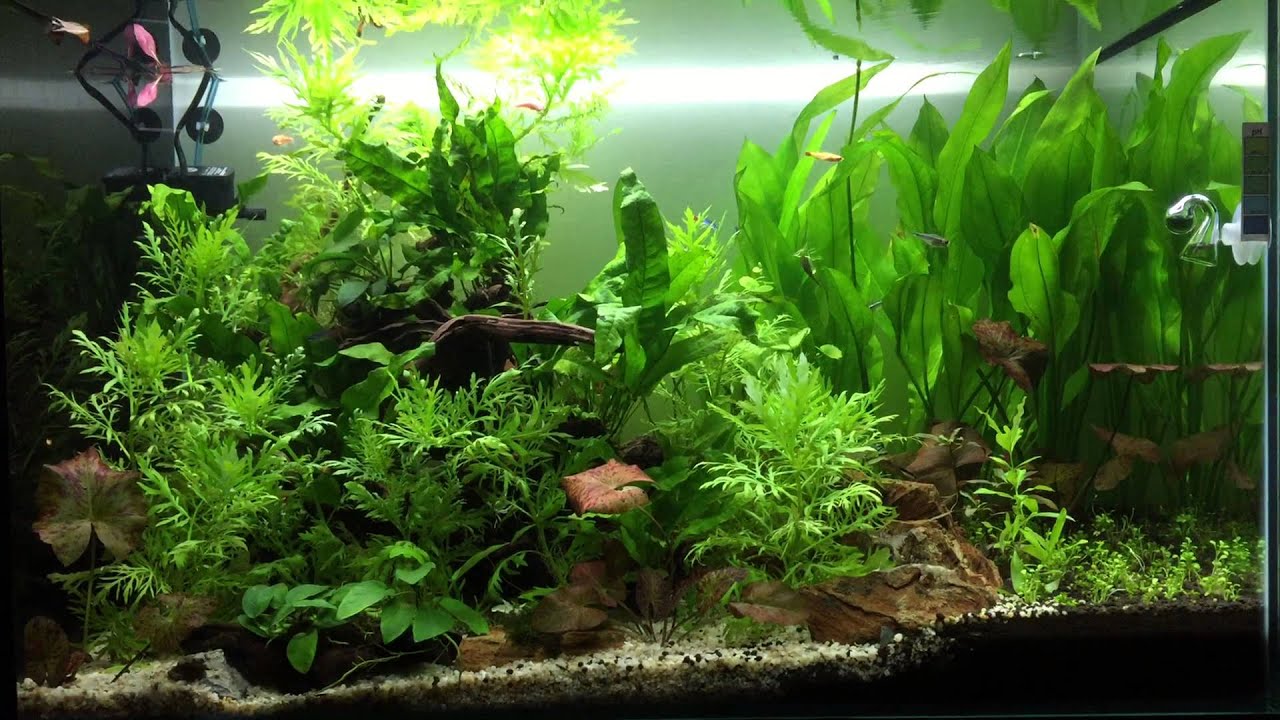 My 3ft IOS fish tank - YouTube