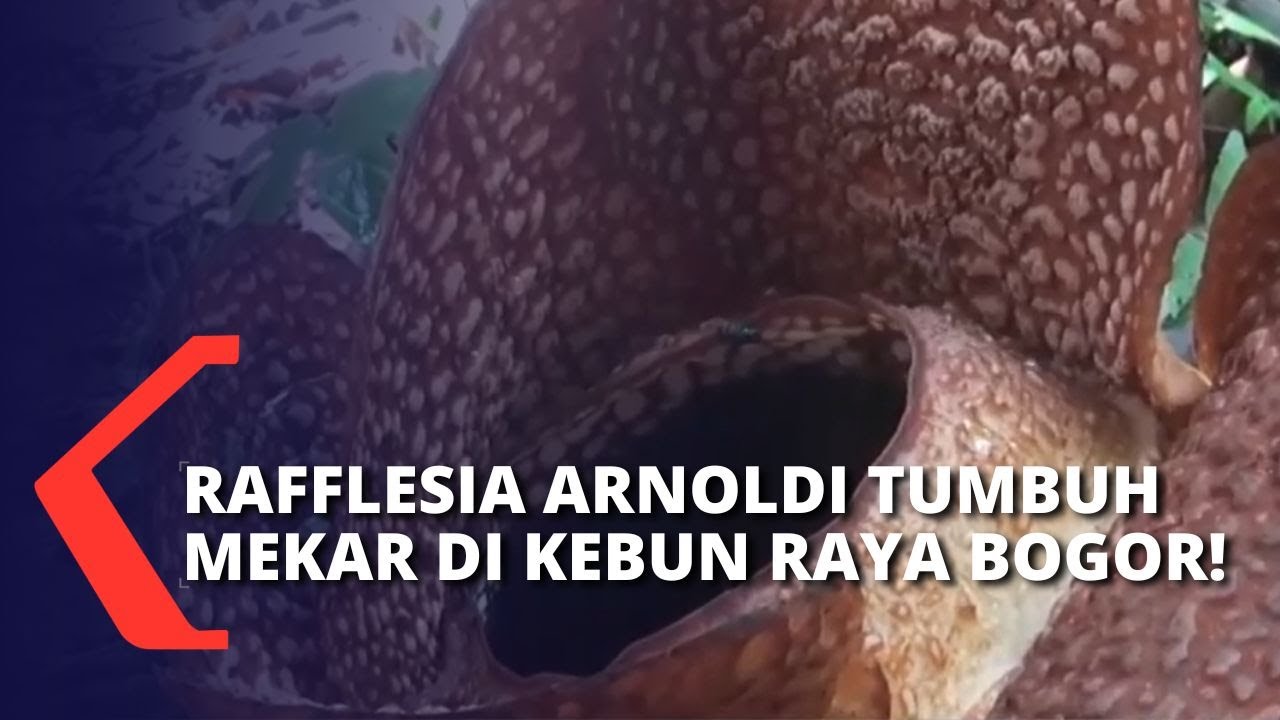 16 Tahun Dikembangkan oleh Peneliti, Bunga Rafflesia Arnoldi Mekar di ...