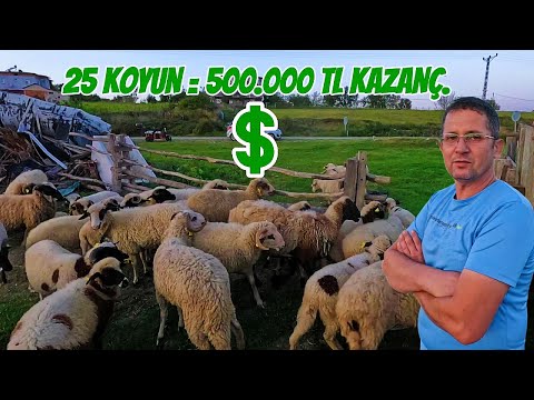 25 Koyundan YILDA 500.000 TL Kazanç | Köyde EN HIZLI PARA KAZANDIRAN HAYVAN ?