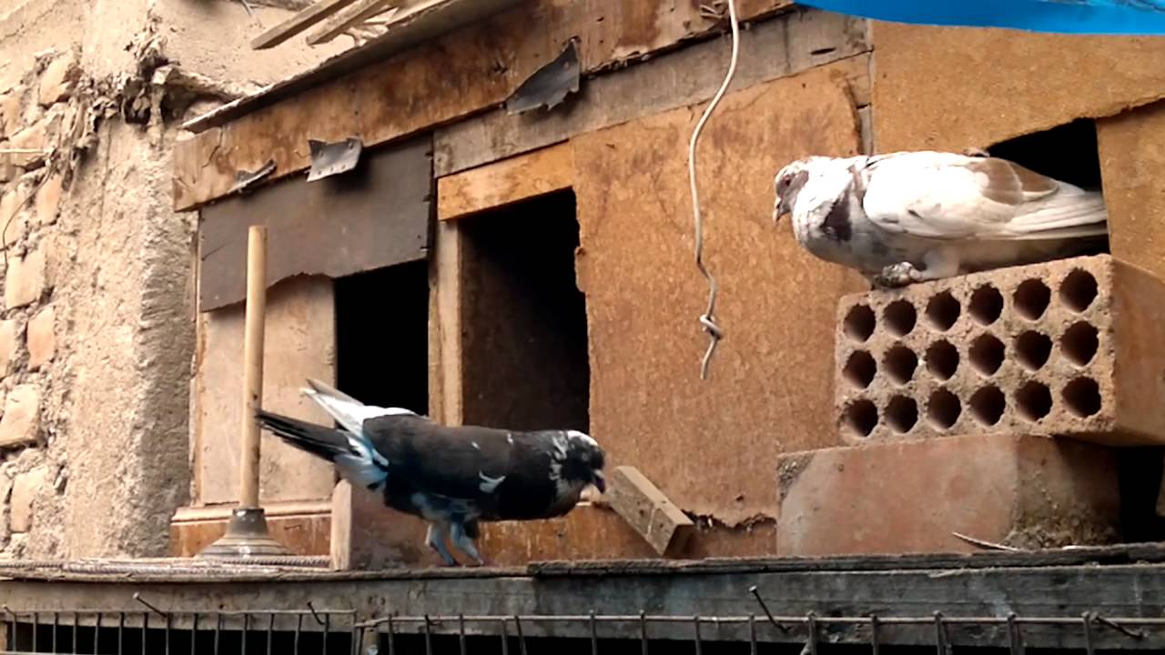 Pelea de palomas HD - YouTube