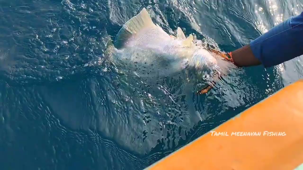 Fisherman catching Rare spade fish using live prawn - YouTube