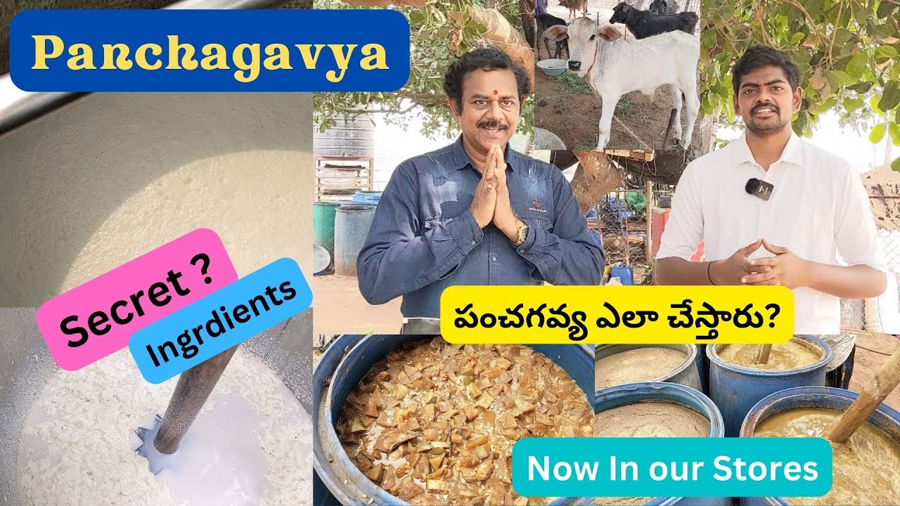 పంచగవ్య ఎలా చేస్తారు? | Making of Panchagavya | పంచగవ్య - YouTube