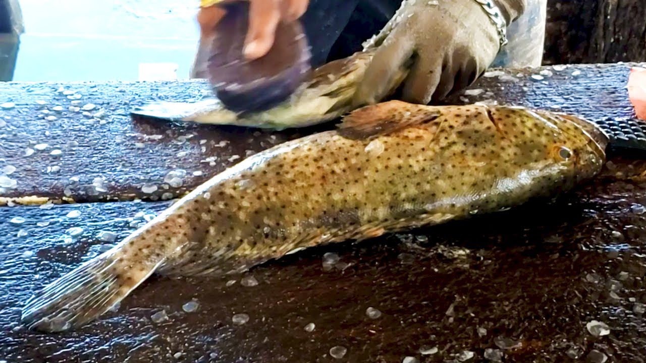 Cutting Grouper Fish | Fish Cutting Skills - YouTube