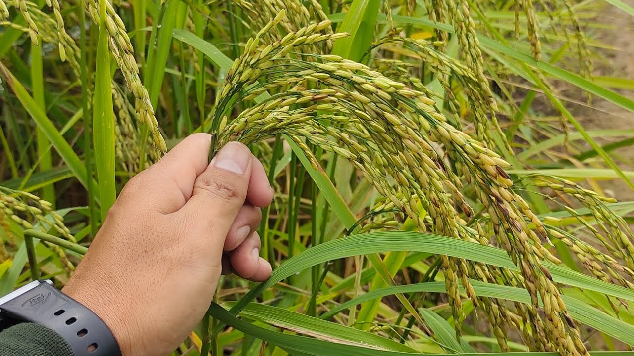 Jhum Farming Update: Paddy Crop Yields First Fruits, Sehao Vangkho ...
