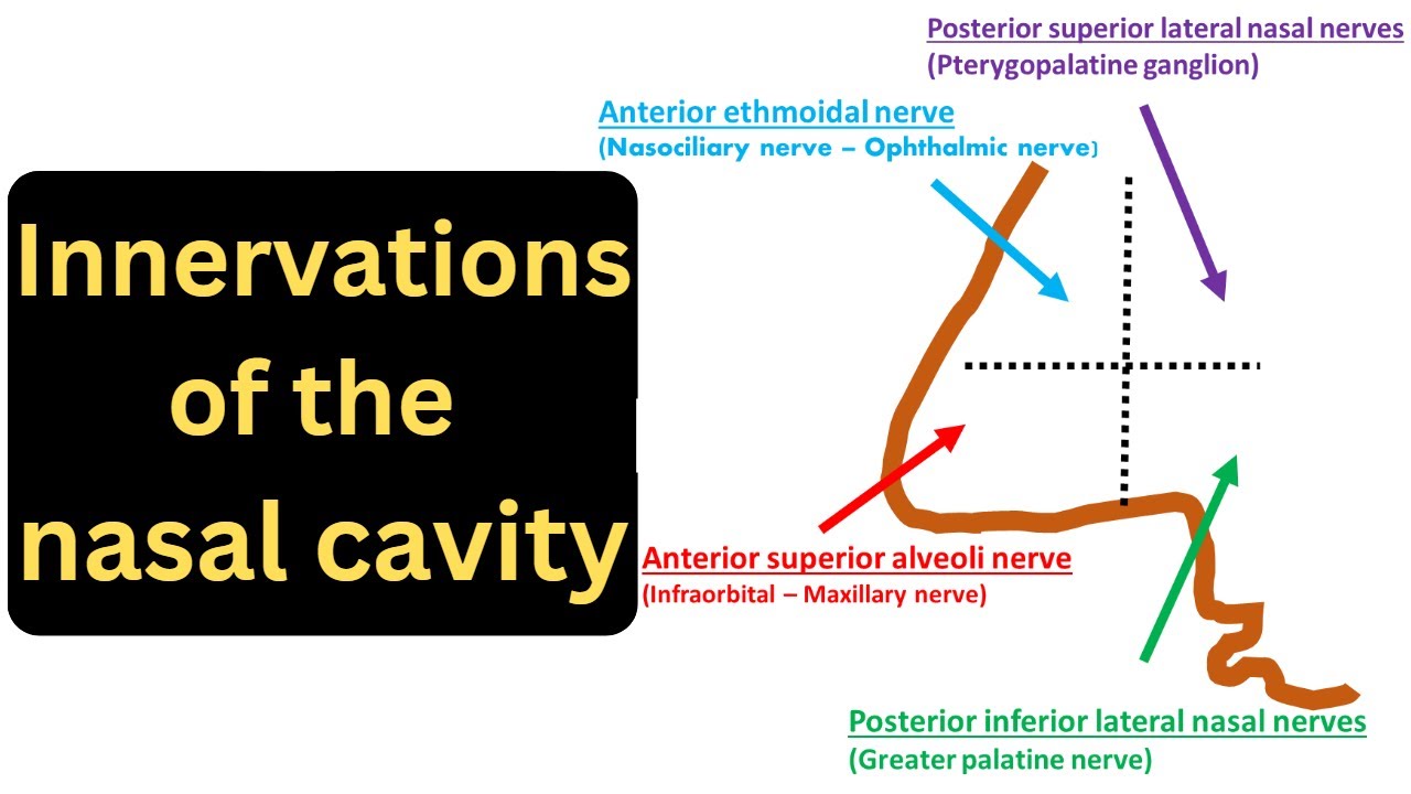 Nasal Cavity part 3 | Innervations of the Nasal Cavity - YouTube