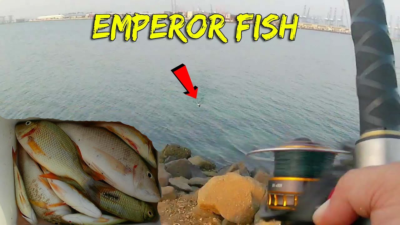 CATCH EMPEROR FISH AT ANDALUS SHORELINE - YouTube