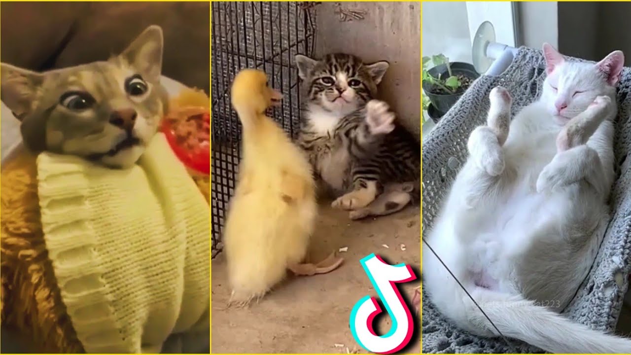 Funny Cats TikTok - Compilation 2024 #12 - YouTube