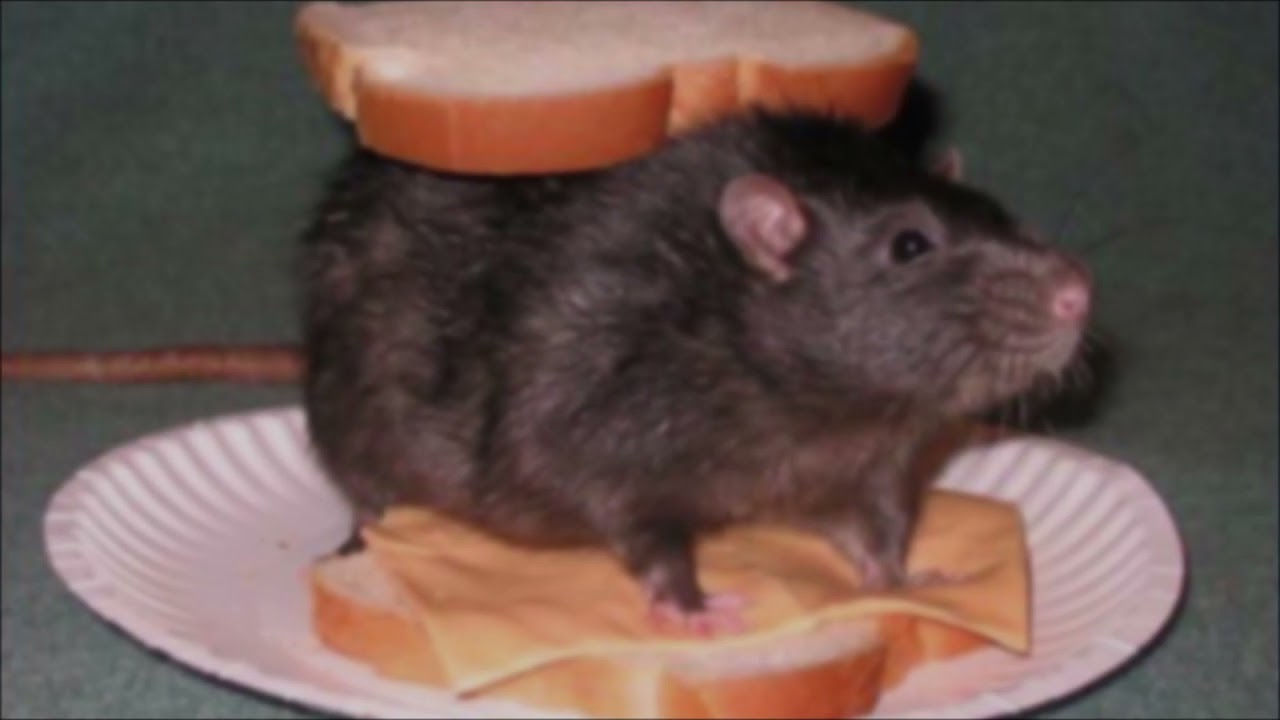 rare rat image video - YouTube