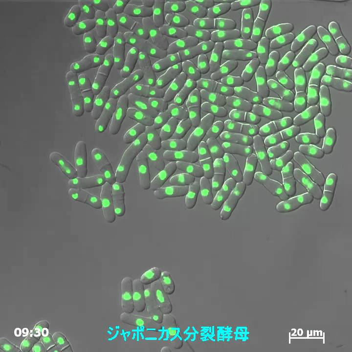 Fission yeast division in Y04D microfluidic chamber - YouTube
