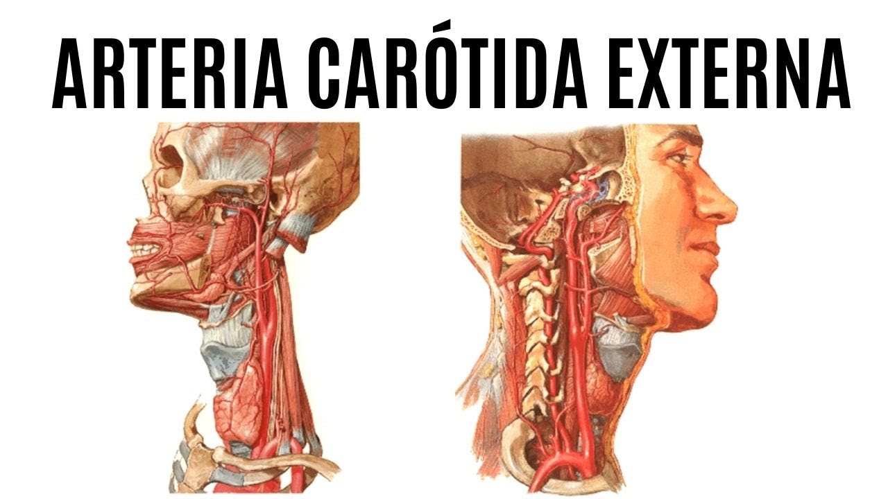Arteria Carotida Externa
