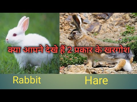 Difference between Rabbit and Hare.....