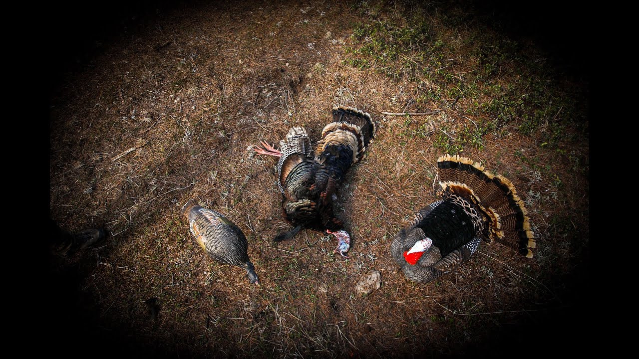 "Beau Hunting" Higdon Outdoors Live Series - YouTube