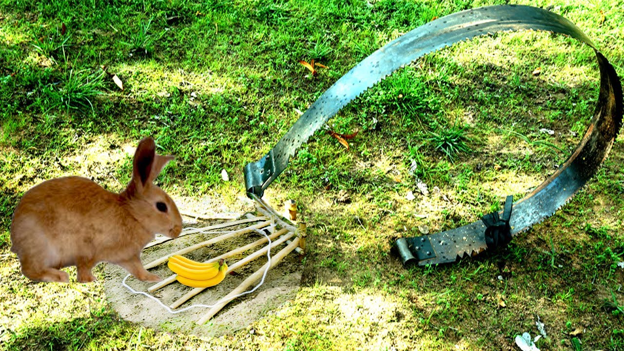 EASY RABBIT TRAP - Creative Method DIY Rabbit Trap Using Hand Saw and ...