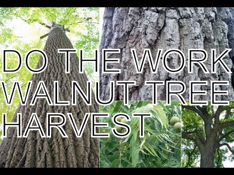 Do the Work, Walnut Tree Harvest