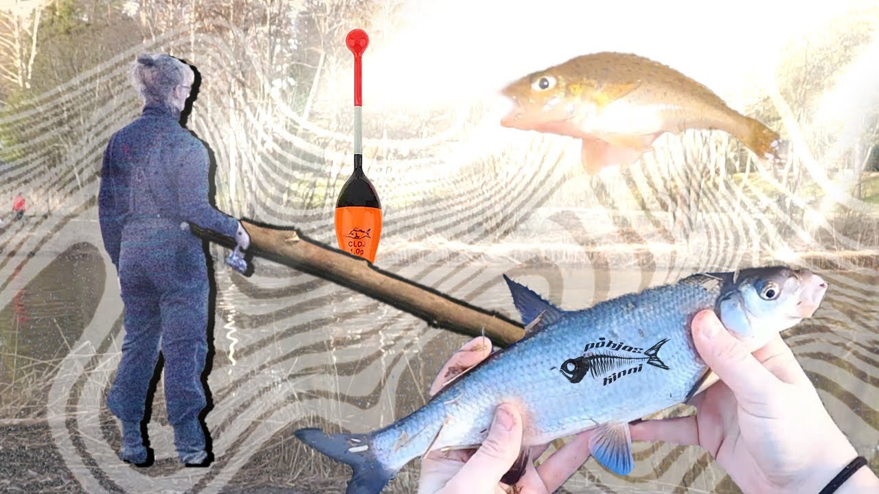 Särjest sai Vimb - Kiisk & Taliritv... - YouTube