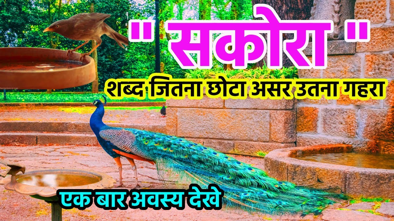 सकोरा | Birds Bidder | Birds Water | Water Facility for Birds | Water ...