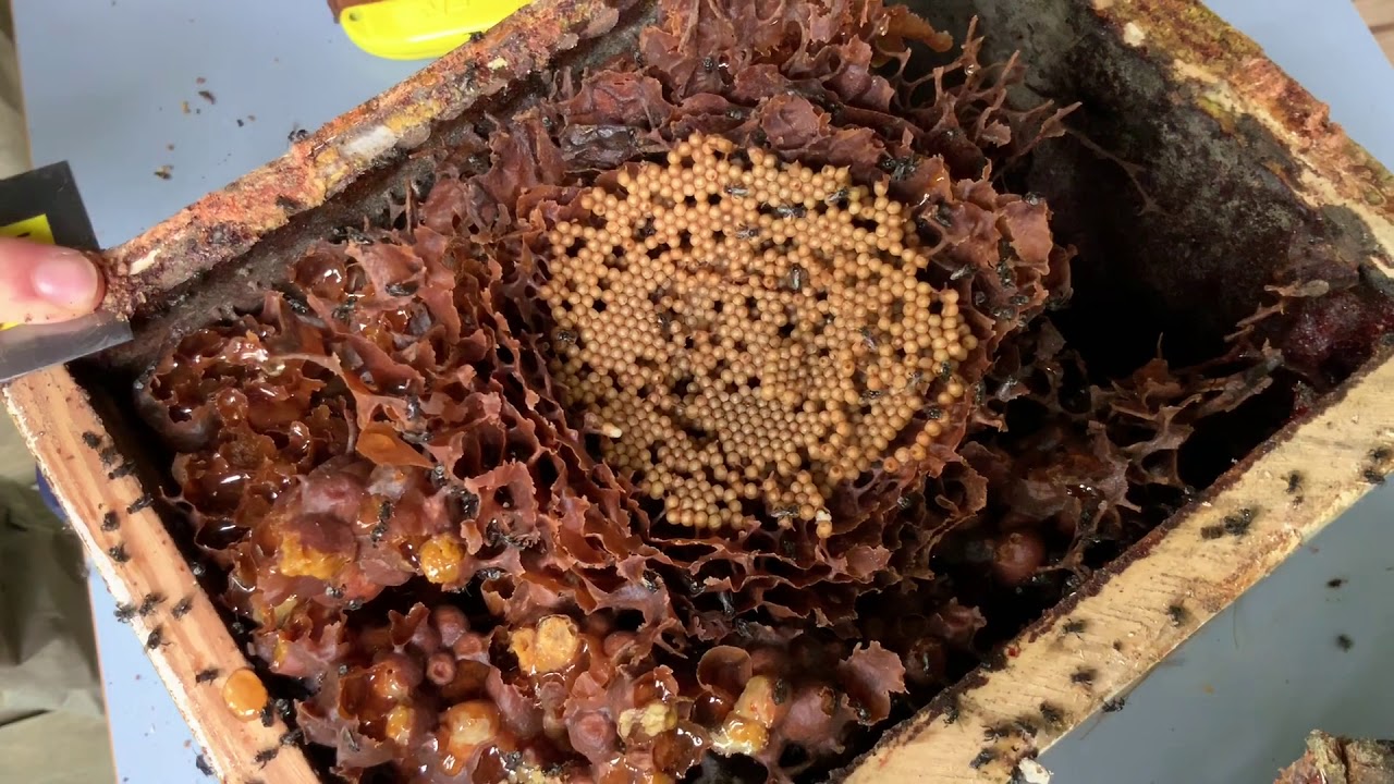 Splitting a native bee hive at Rumbalara EEC - YouTube