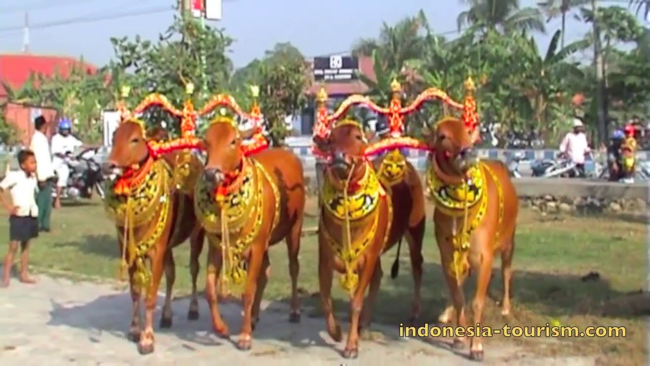 Sapi Sono Festival Madura - YouTube