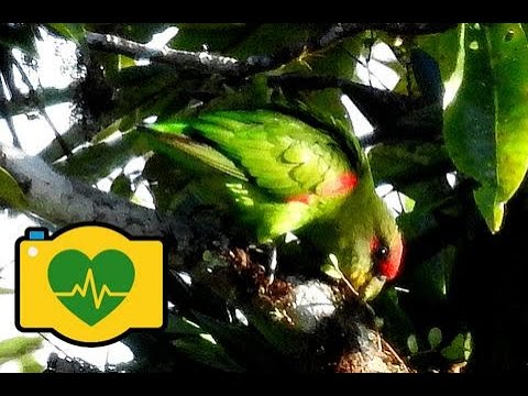 Red-fronted Parrotlet or Touit costaricensis in the wild (Rare Footage ...