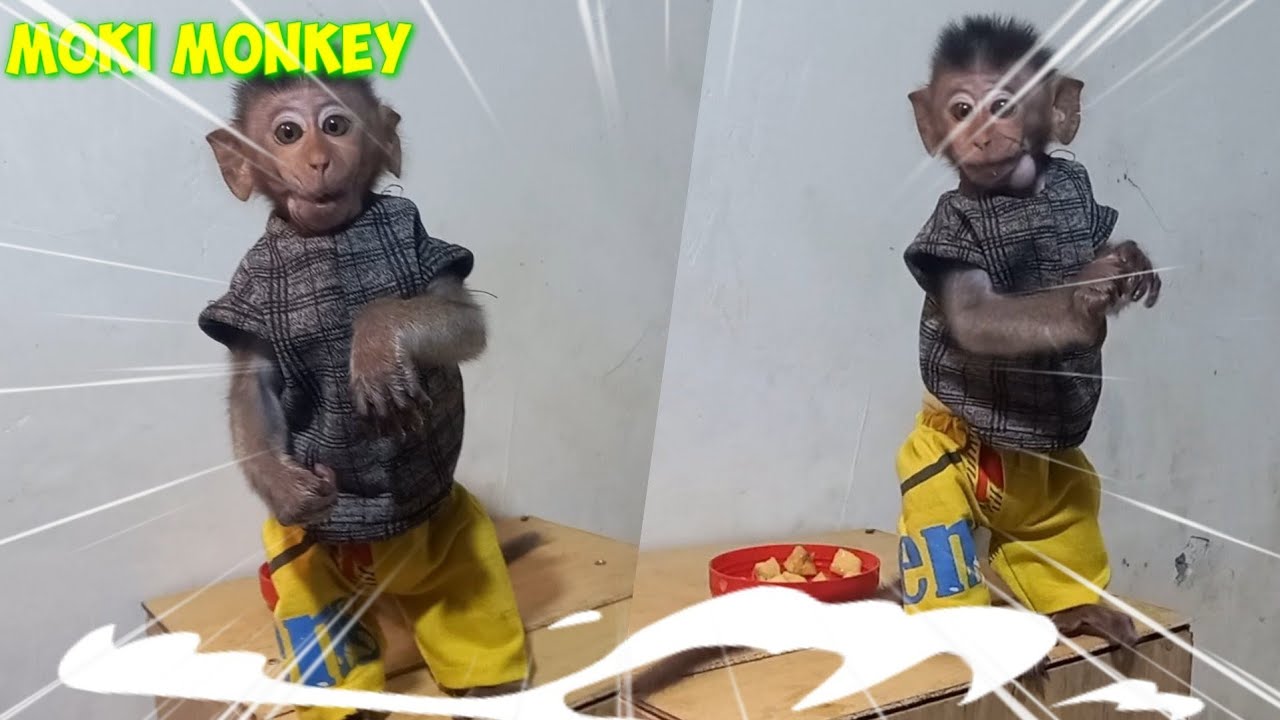 Moki monkey baby is playing and can eat by himself #mokimonkey #monpai ...