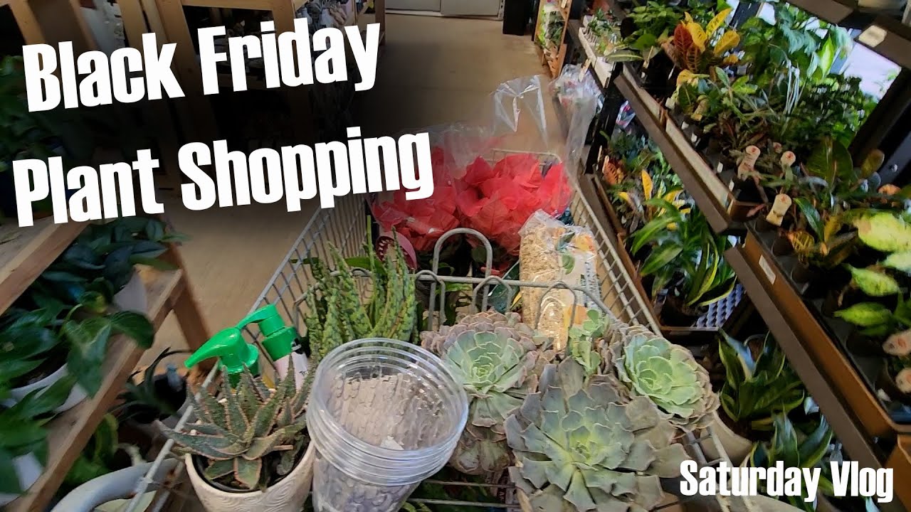 Lowes and The Home Depot Black Friday Plant Shopping - YouTube