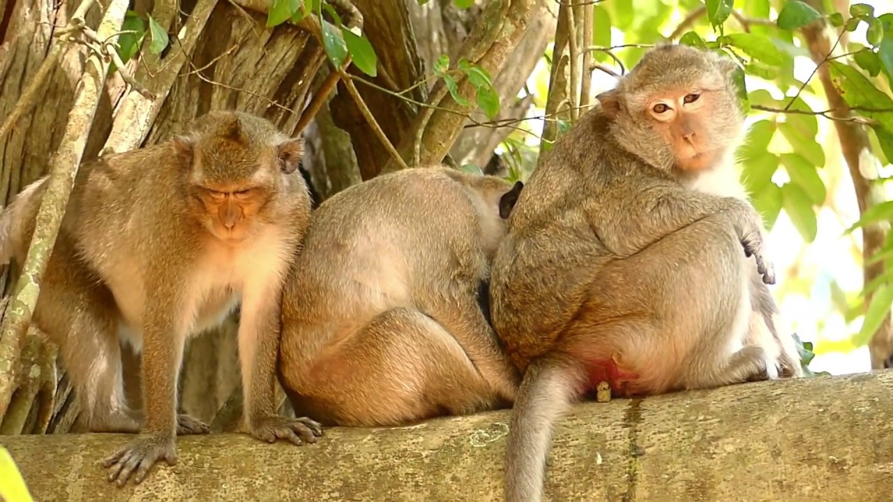 Dolly Monkey Pass OUT STOOL On TREE | newborn babies - YouTube