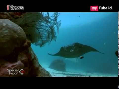 Keren!! Lewat Vlog, Pak Jokowi Pamer Keindahan Raja Ampat - Special Report 27/12