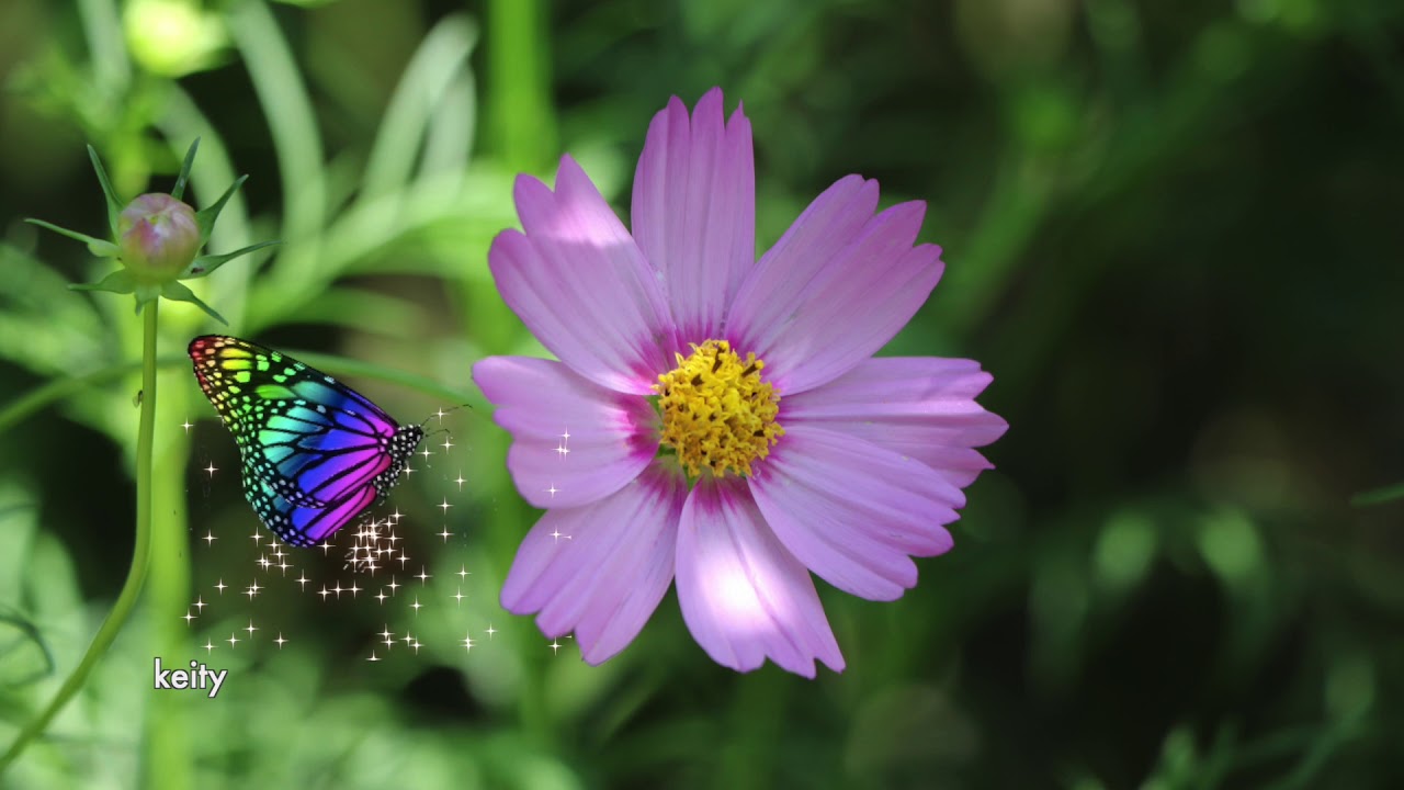 Beautiful fall flowers 💐blooming in Japanese garden🐟 秋の花と鯉 - YouTube
