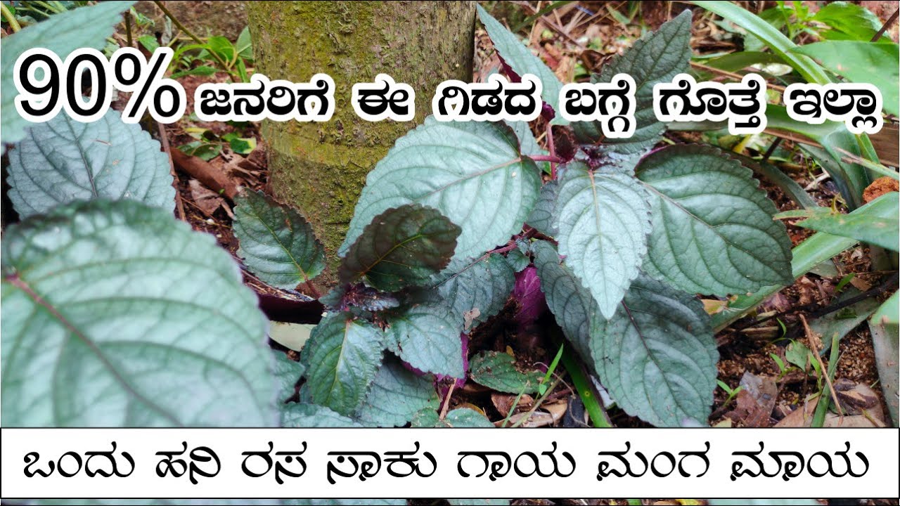 90% ಜನರಿಗೆ ಈ ಗಿಡದ ಬಗ್ಗೆ ಗೊತ್ತೆ ಇಲ್ಲಾ | ಸಿಕ್ಕಿದ್ರೆ ಒಂದು ಗಿಡ ನೆಟ್ಟು ಬಿಡಿ ...