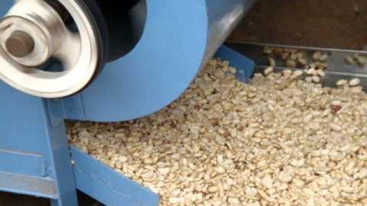 Peanuts Peeling machine 2 Piece.MPGHD 2019 - YouTube