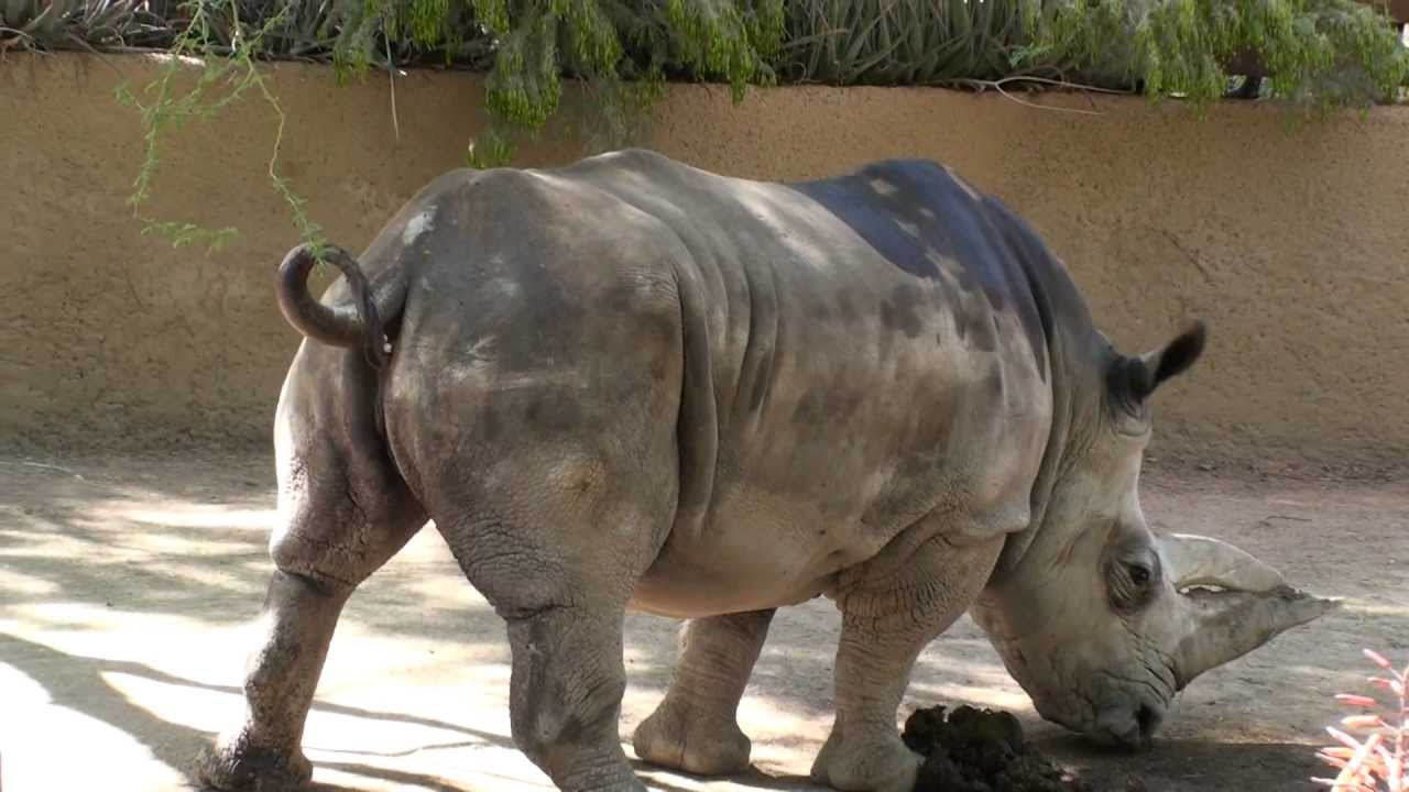 Rhino takes a poop and then pees, crowds reaction is funny - YouTube