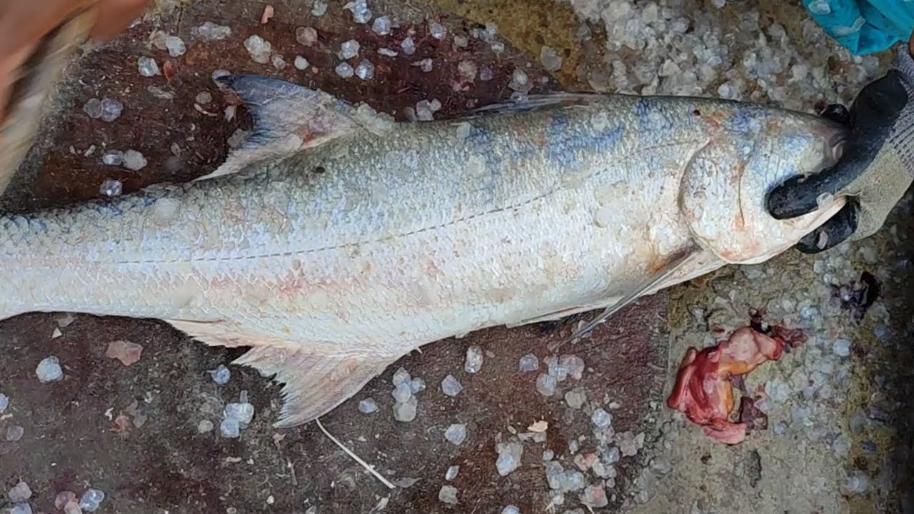 Indian salmon fish/ rawas fish/thread finn fish/cutting video fish ...