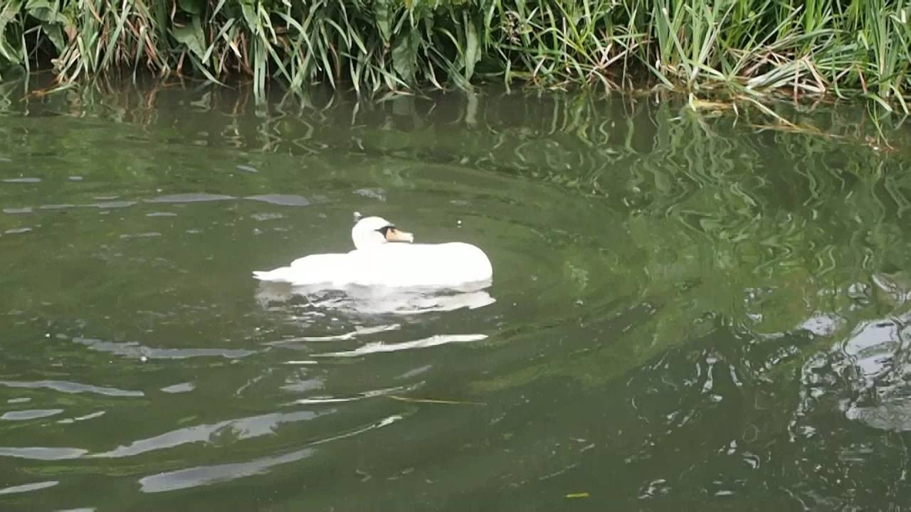 Swan Dipping - YouTube