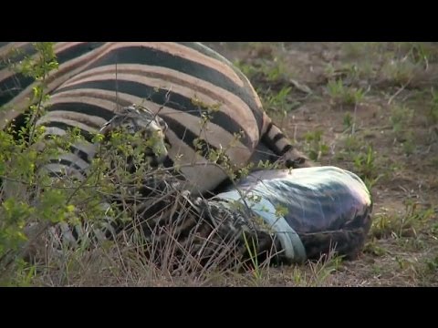 Zebra Gives Birth SafariLIVE PM Drive 03/04/16 - YouTube