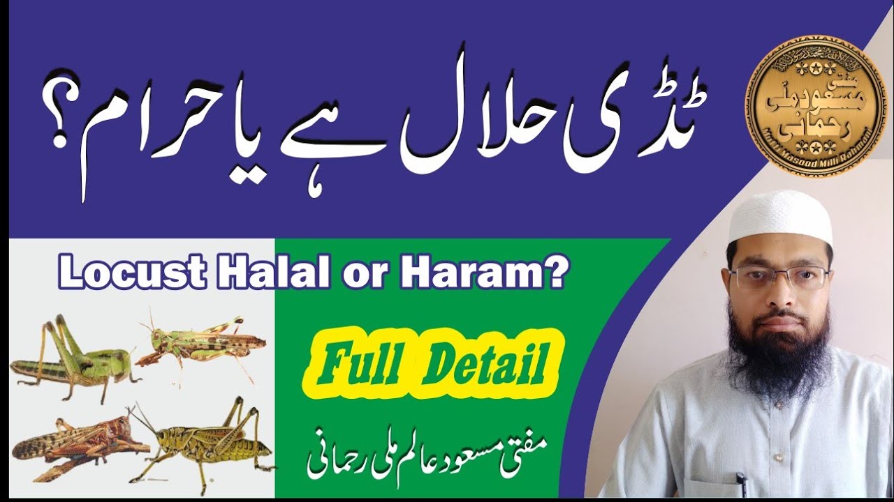 क्या टिड्डी खाना हलाल है? | Tiddi Halal Ya Haram | Locust is a Halal or ...