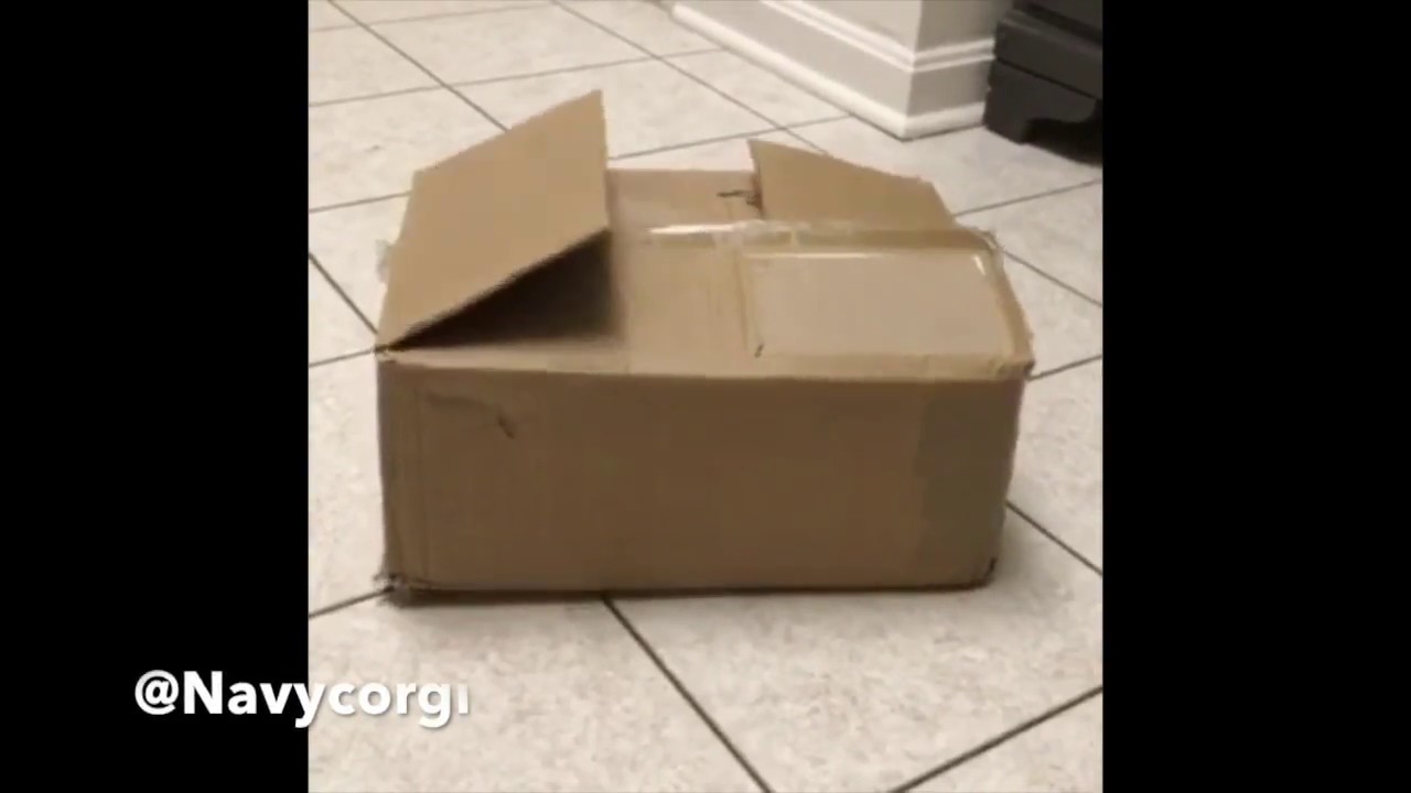 CORGI PUPPY POPS OUT OF BOX | SURPRISE! - YouTube