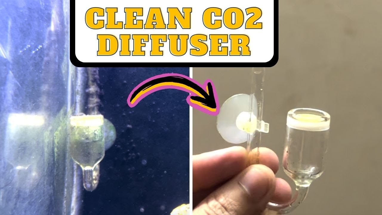 How To Clean Co2 Diffuser At Home? - YouTube