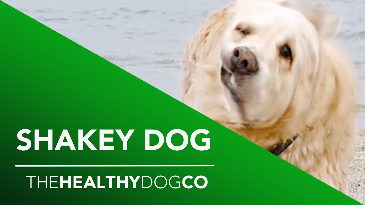 SHAKEY DOG - 6 in 1 All Natural Dog Shampoo - YouTube