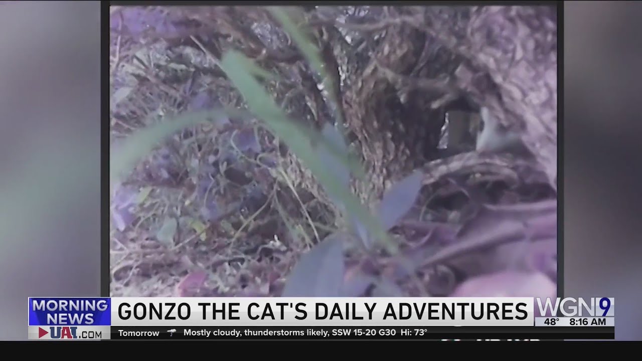 Gonzo the Cat! - YouTube