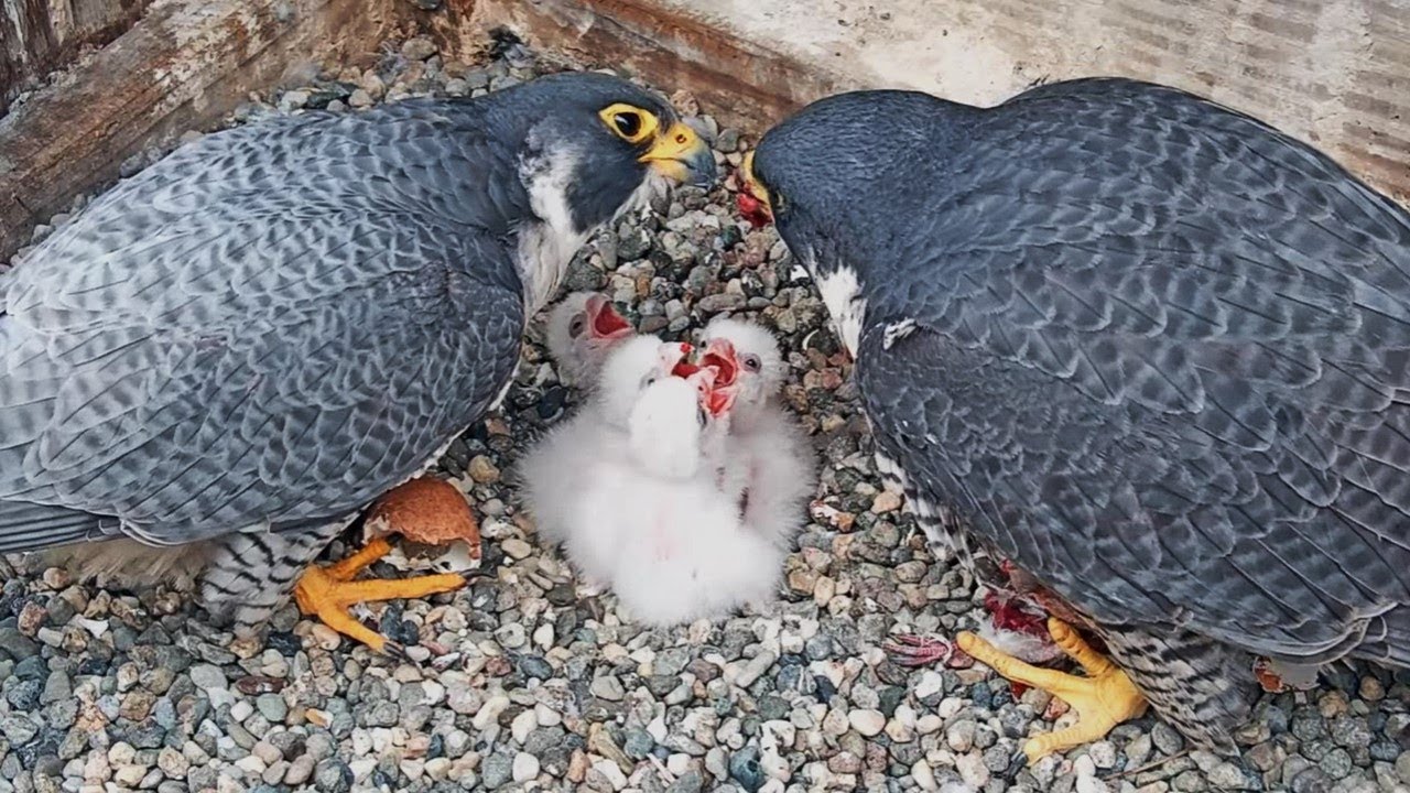Cal Falcons: Archie watches Annie feed chicks 👀 Cutest thing ever! 🥰 ...